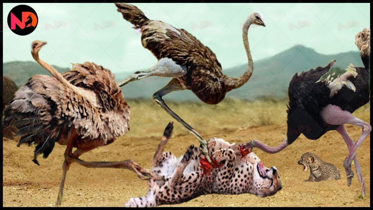 Surprising When Crazy Ostrich Attacks Leopard- But Right After That ...