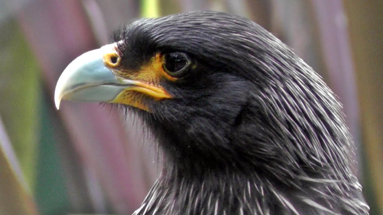 Striated Caracara - Johnny Rook - YouTube