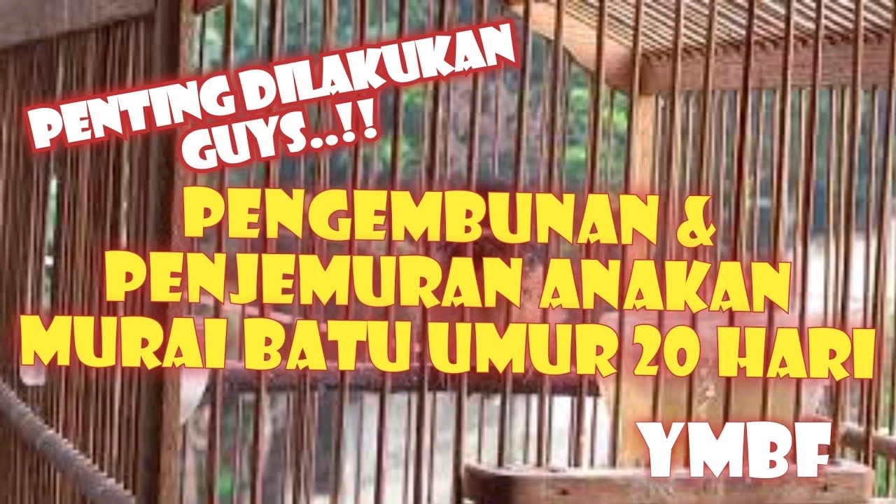 #Pengembunan&PenjemuranAnakanMuraiBatuUmur20Hari - YouTube