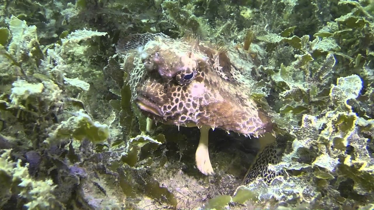 Red-lip batfish - Anna Maria Island, FL Diving 101313 - YouTube