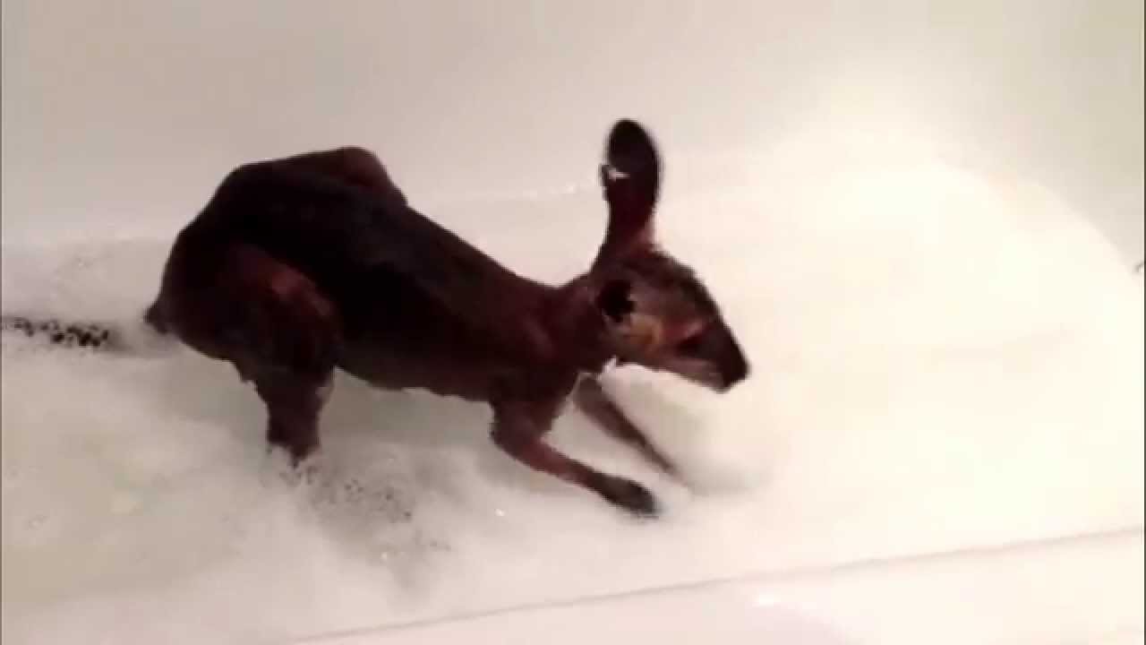 kangaroo bath - YouTube