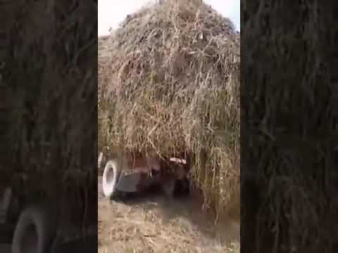 Kisini Qizisdirib Yuk Masinin Asirdilar