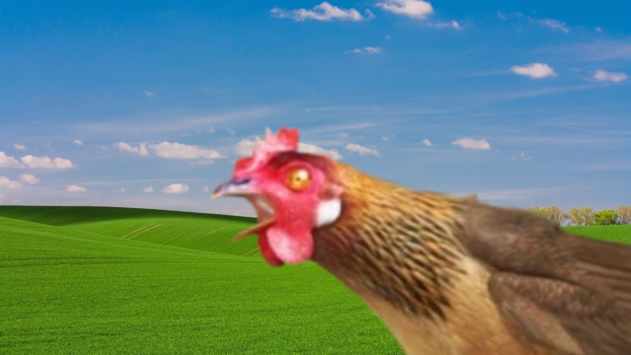 chickens go Crazy over food - YouTube