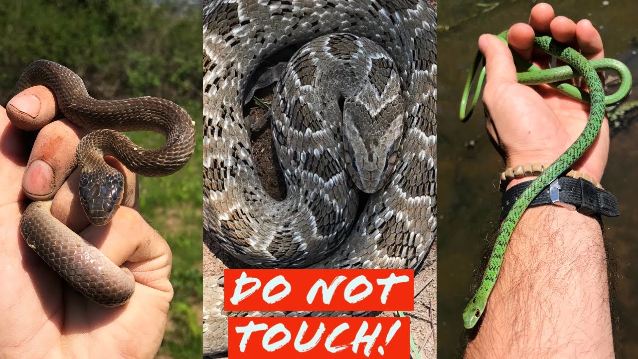 Spring SNAKE HUNTING! Vipers, Bush Snakes & MORE! - YouTube