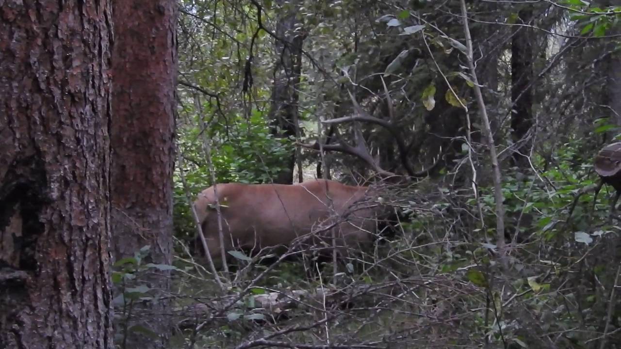 Elk, macho de ciervo canadiense en Banff - YouTube
