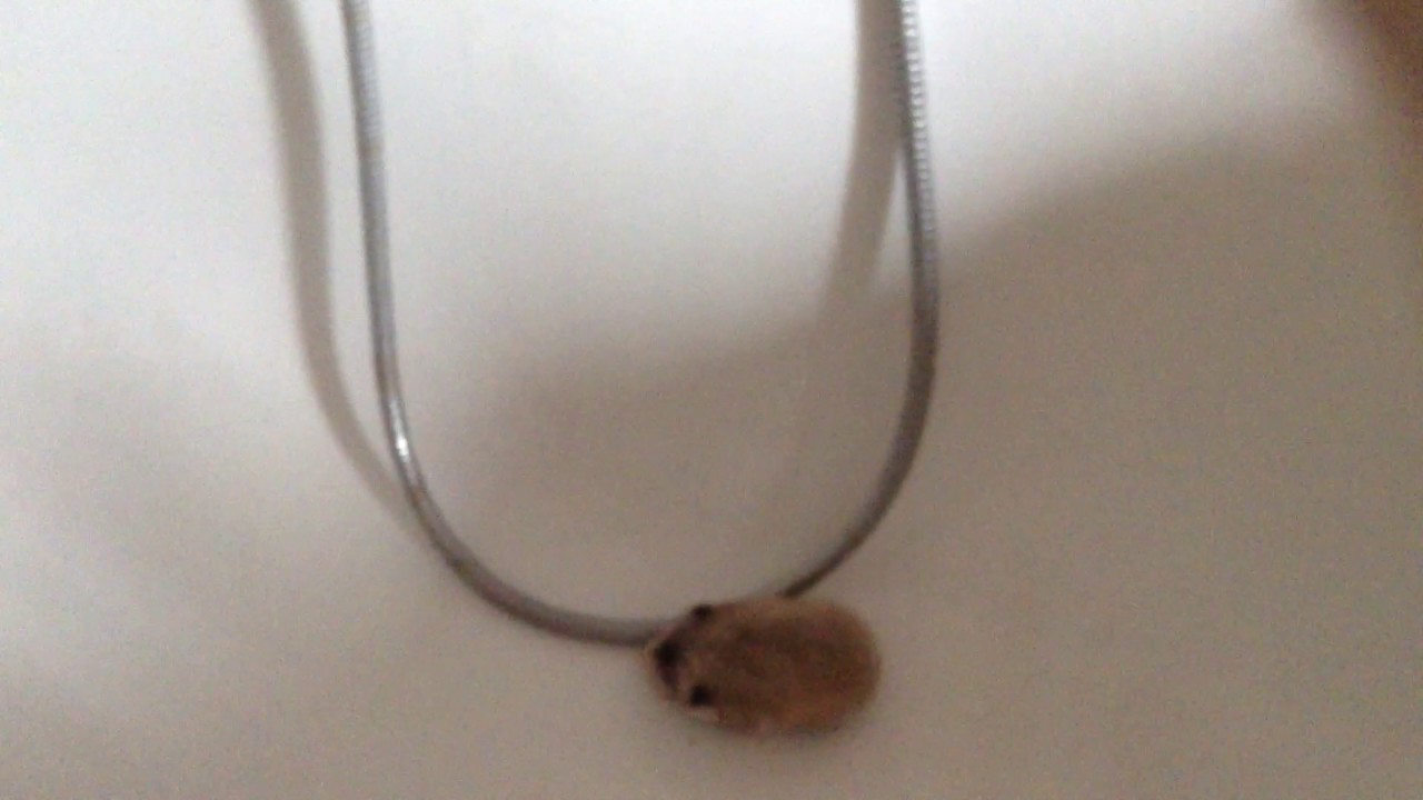 Teun de hamster op reis in de bad kamer - YouTube
