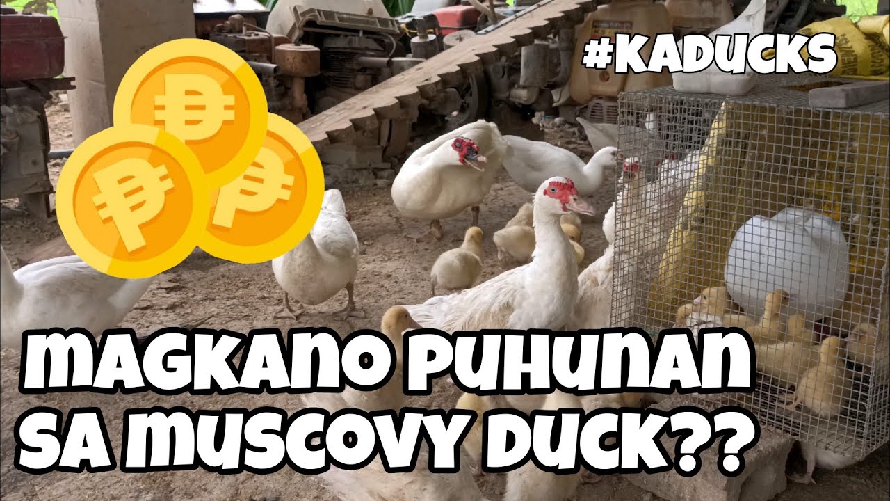 EP108 - MUSCOVY DUCK BUSINESS, MAGKANO PUHUNAN SA BIBE #Kaducks - YouTube