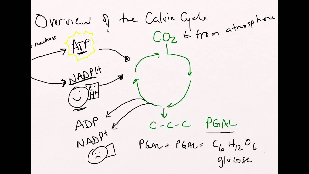 Calvin Cycle Overview - YouTube