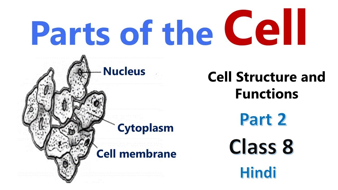 Parts of the Cell | Nucleus | Cell - Structure and Functions | Class 8 ...