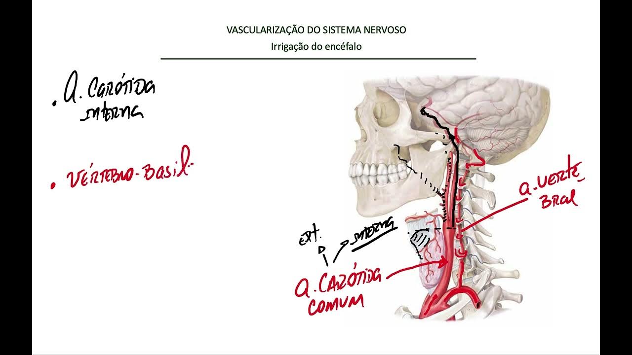 Neuroanatomia Vascularização Do Encéfalo Youtube