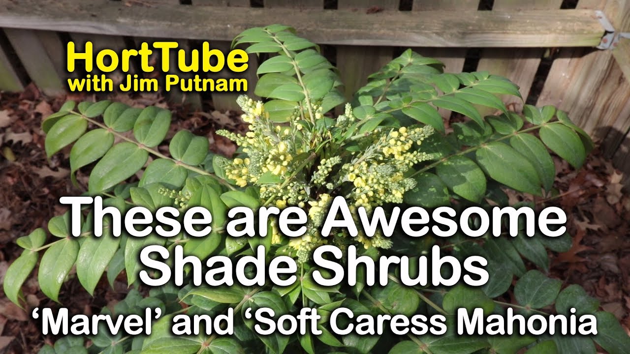 These are Awesome Shade Shrubs - Marvel and Soft Caress Mahonia - YouTube