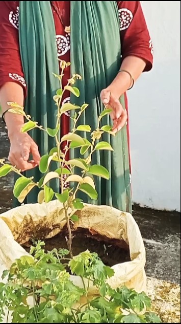 Apple Ber ka paudha 🌳#homegarden#recipe#garden#farming#nature#viral# ...