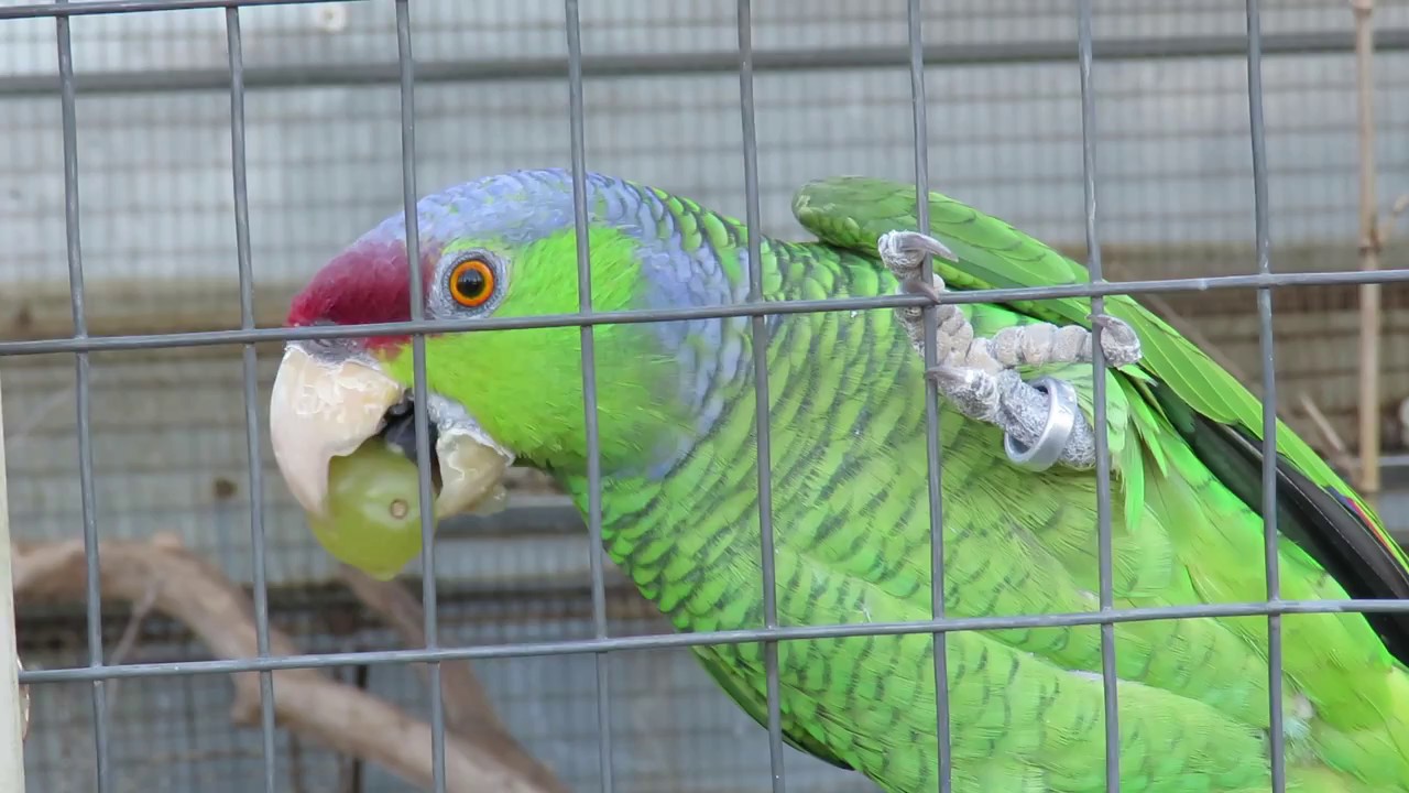 LILAC CROWNED AMAZON CHEWS GRAPE UP CLOSE with Blue Fronted Parrots ...