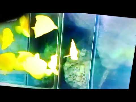 BabyTV Twilight