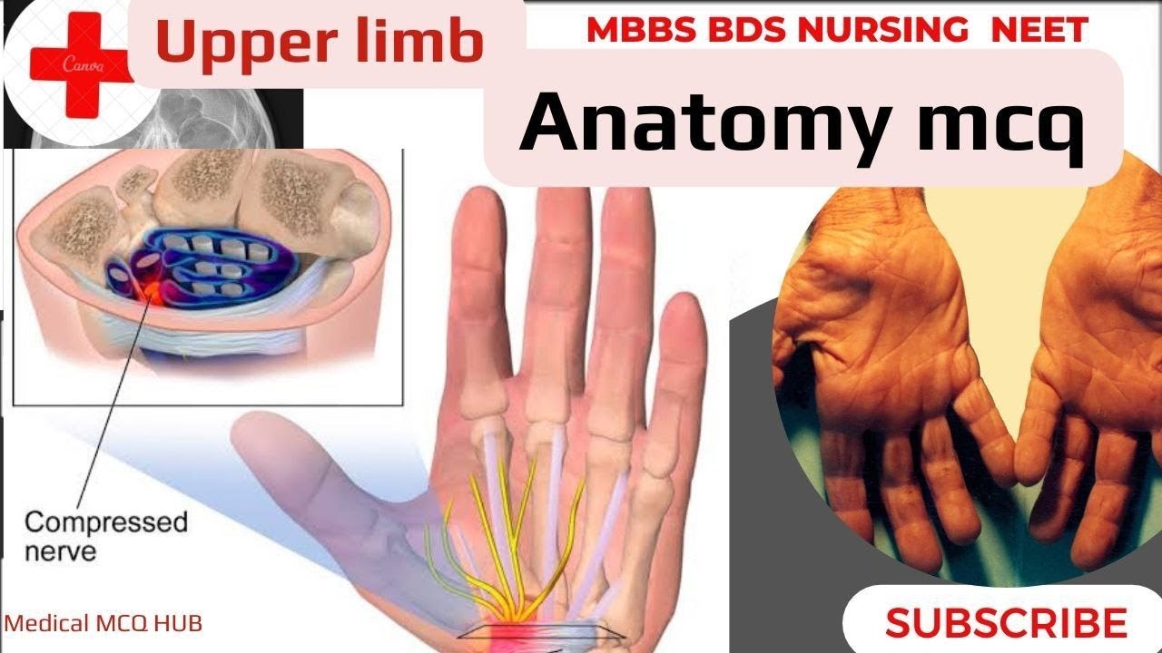 Anatomy | upper limb mcq| part 2 - YouTube
