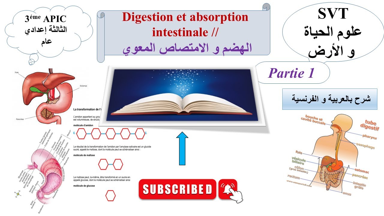 Résumé du cours de SVT " LA DIGESTION " pour les élèves du 3 année ...