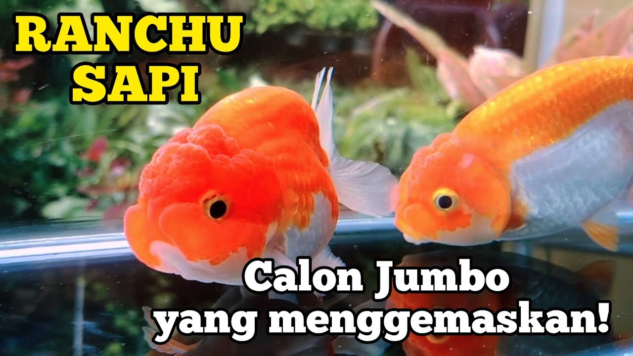 RANCHU SAPI / BUFFALO RANCHU "Episode 3" | KOKINIAN GOLDFISH - YouTube