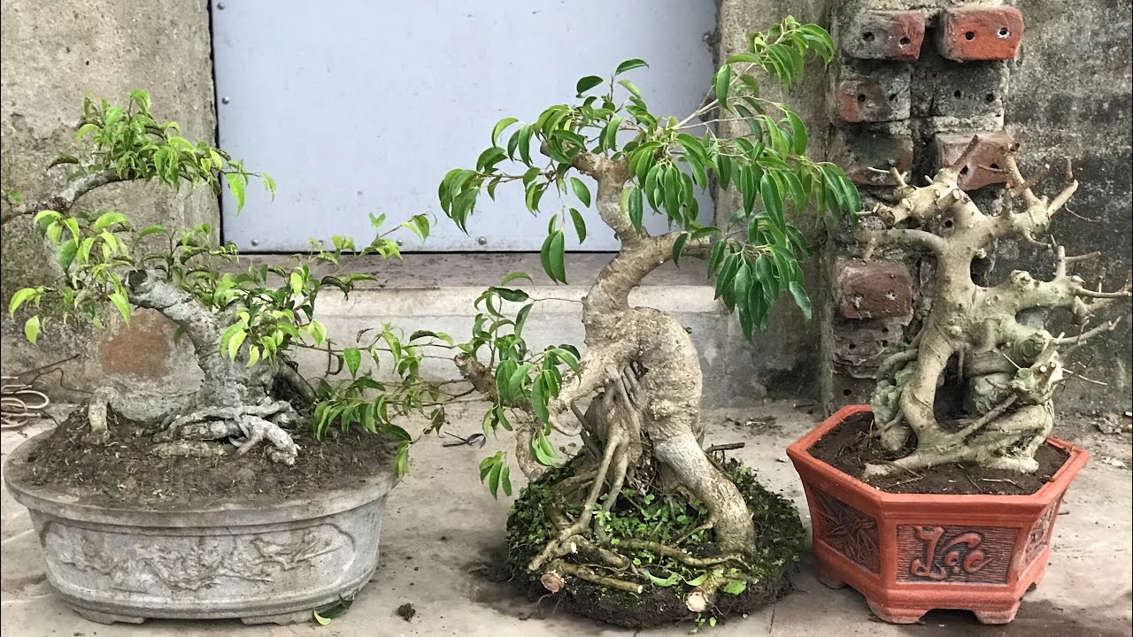 Báo giá sanh, si già nạc cây 0825780998 - YouTube