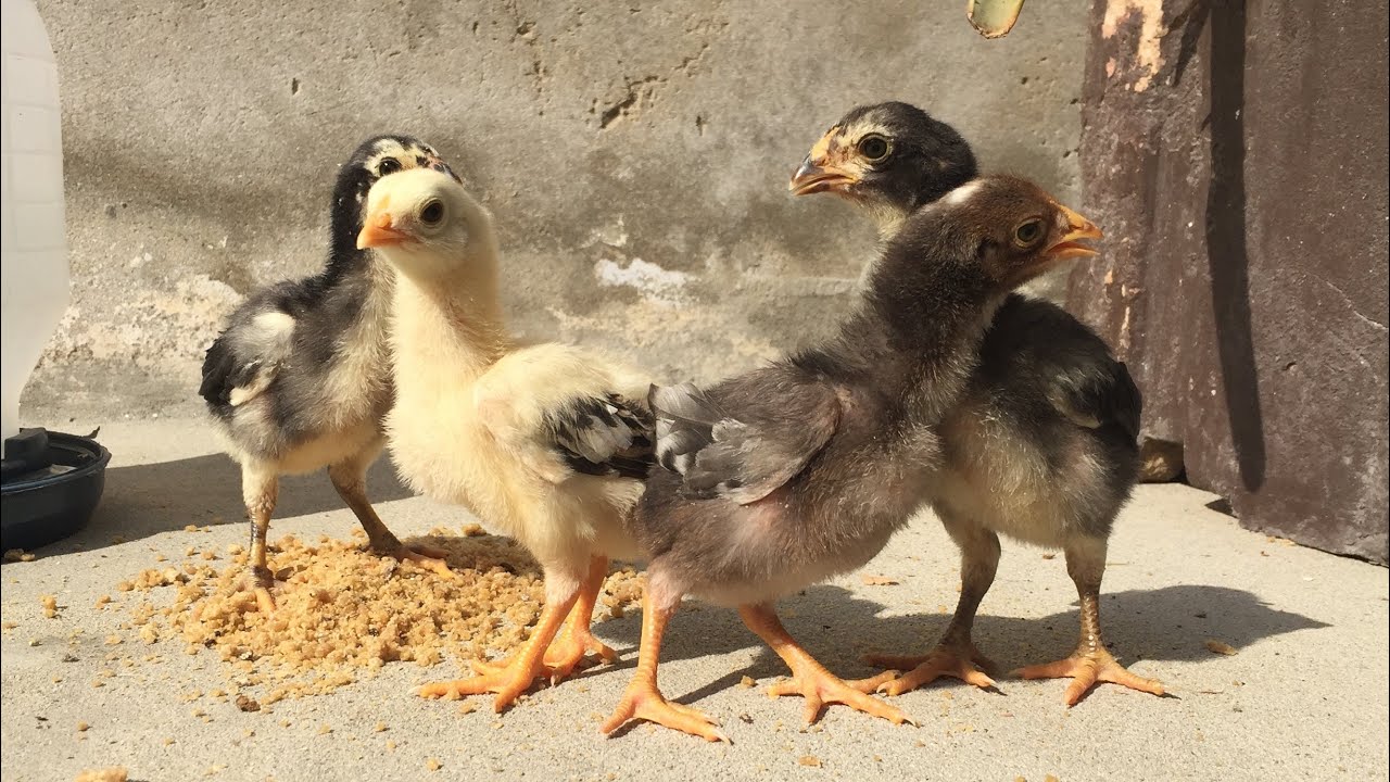 Aseel chicks care and tips || and fast growth-Mianwali Aseel Murga ...