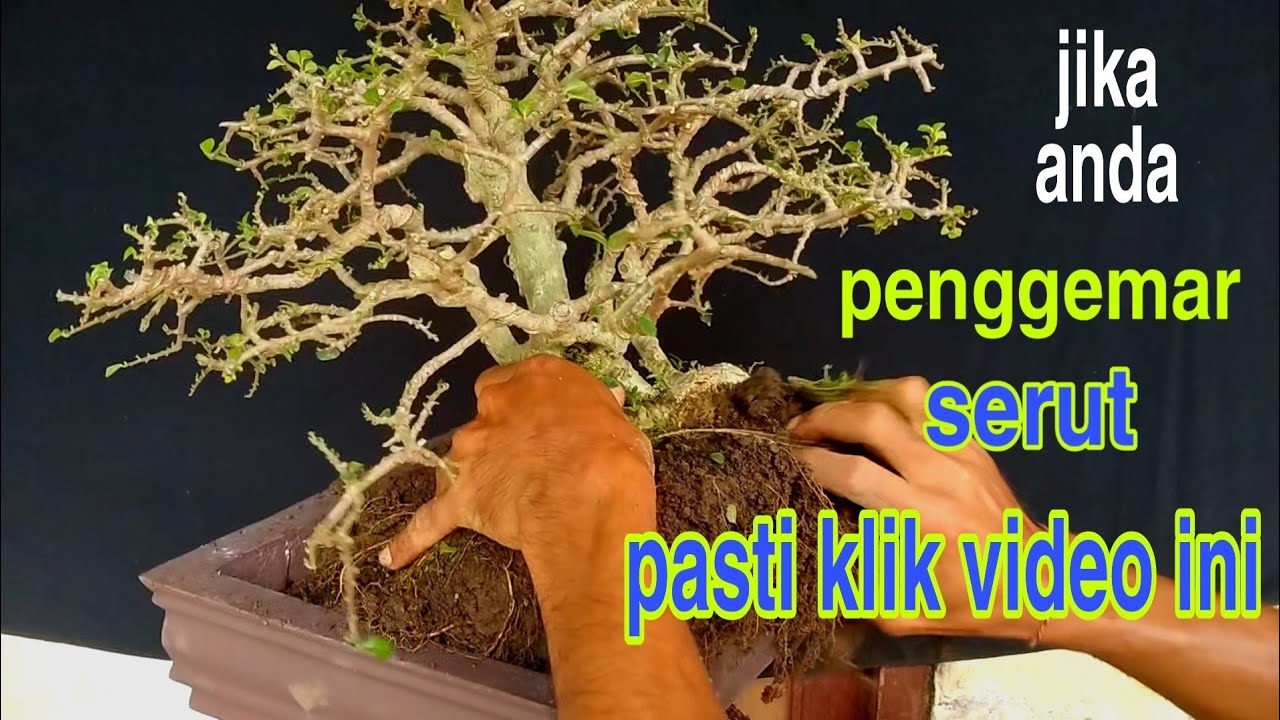 bonsai serut inspirasi small || bonsai serut small ...