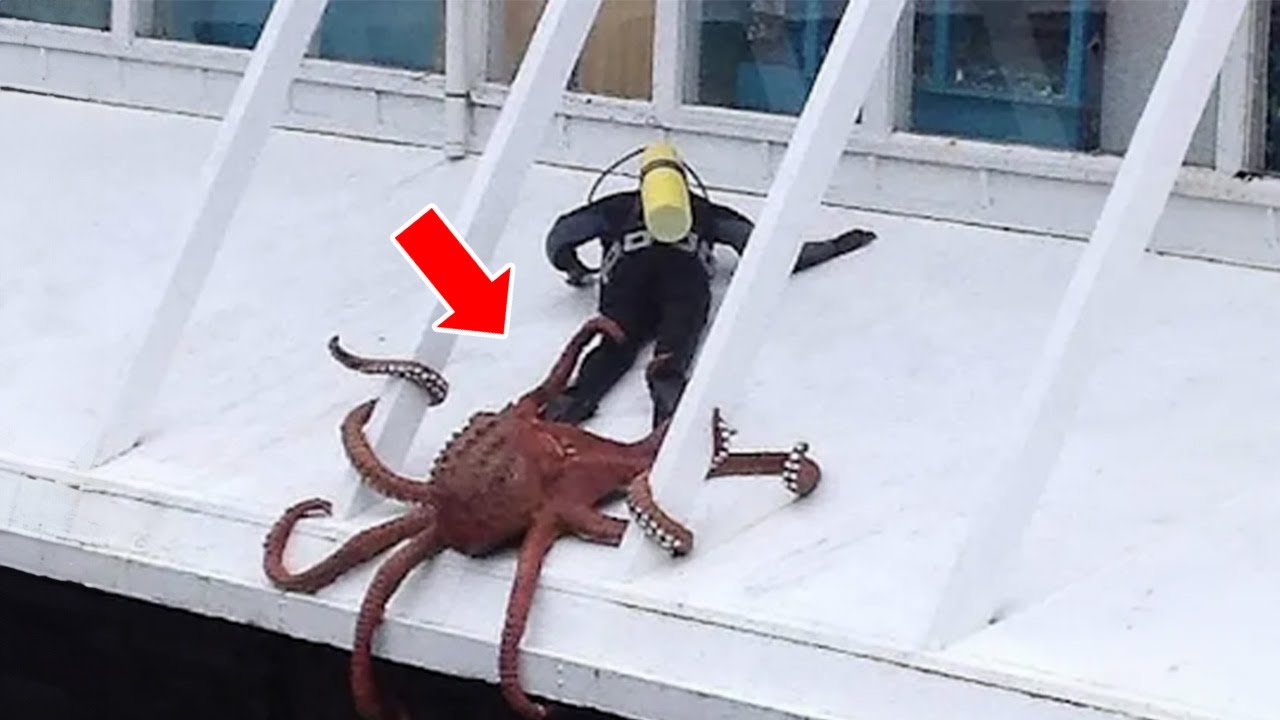 Massive Octopus Attacks Diver – But Not Because He Saw Him As Meal ...