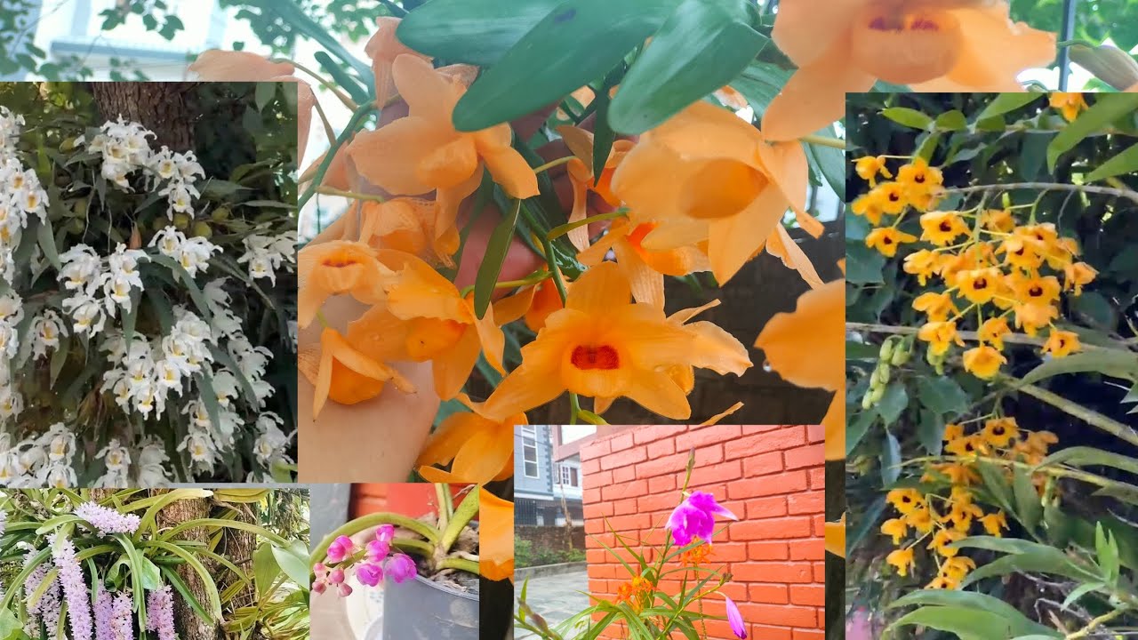 potting some of my local orchids // pot mix // collection of local ...