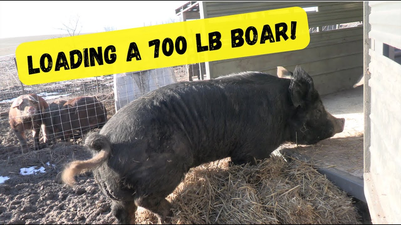 A Day No Pigs Would Die: Loading a 700 pound Boar! - YouTube
