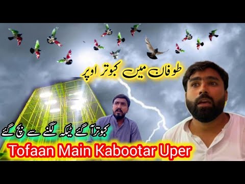 tofaan main kabootar uper || khokhar pigeon club || haider pathan ...