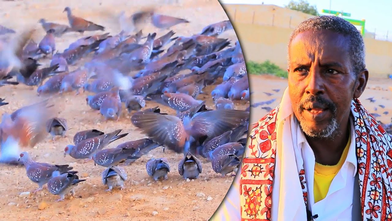 Warbixin : Nin In Ku Dhaw 20 Sano Quudinayey Shinbiro. - YouTube