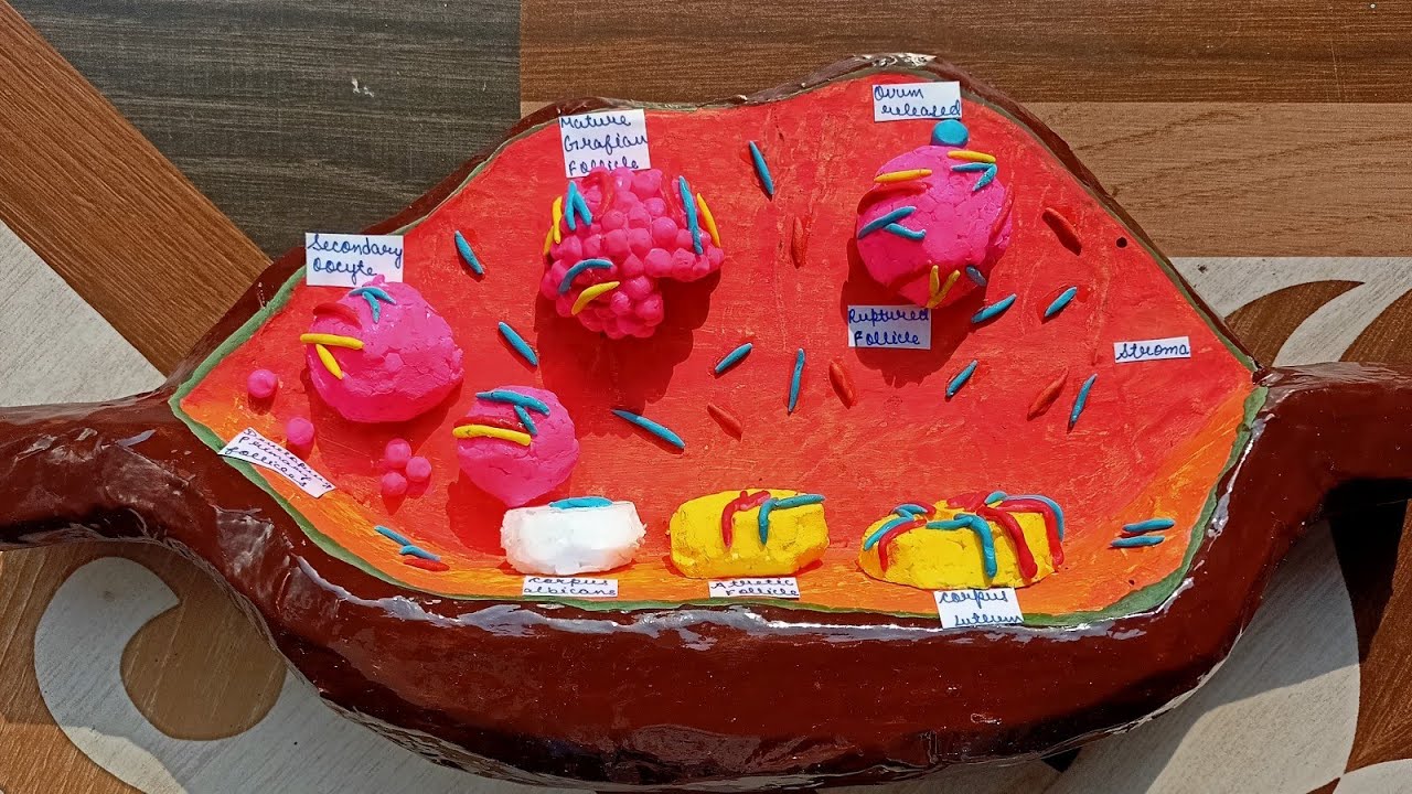#model of ovary|#class 12th biology|#biology project/model - YouTube