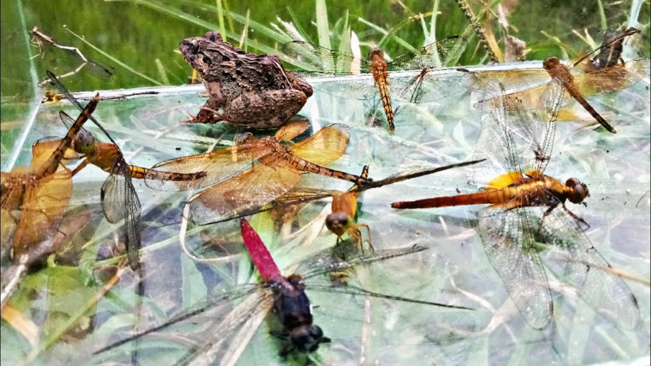 world of dragonflies|butterflies|dragonflies|frogs|beetle - YouTube