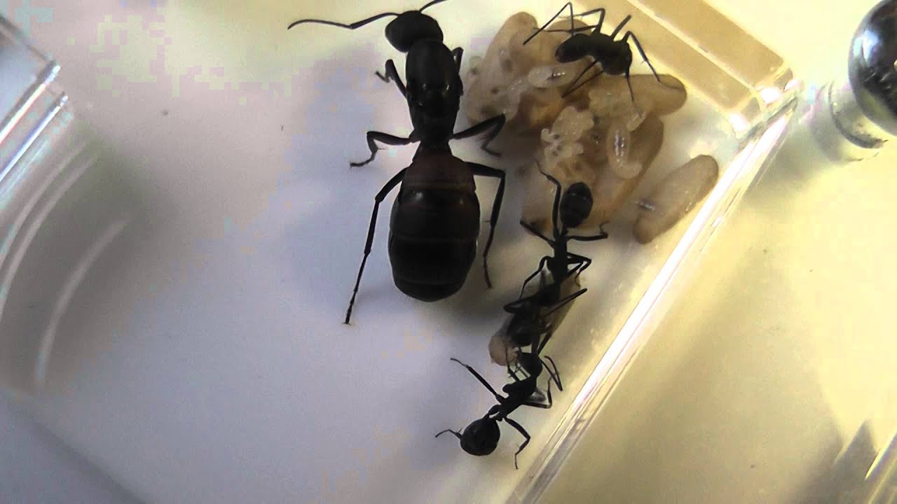 Ant birth 4 - YouTube