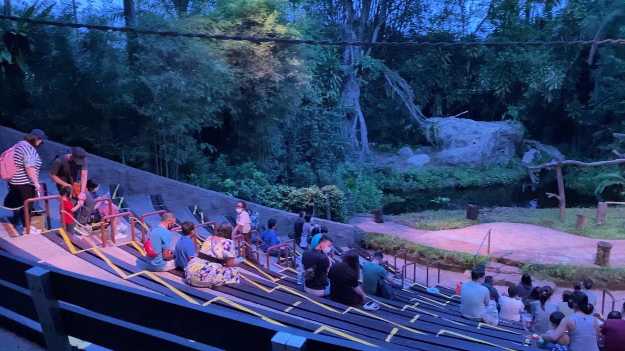 Singapore Night Safari Amphitheatre | During Phase 3 - YouTube