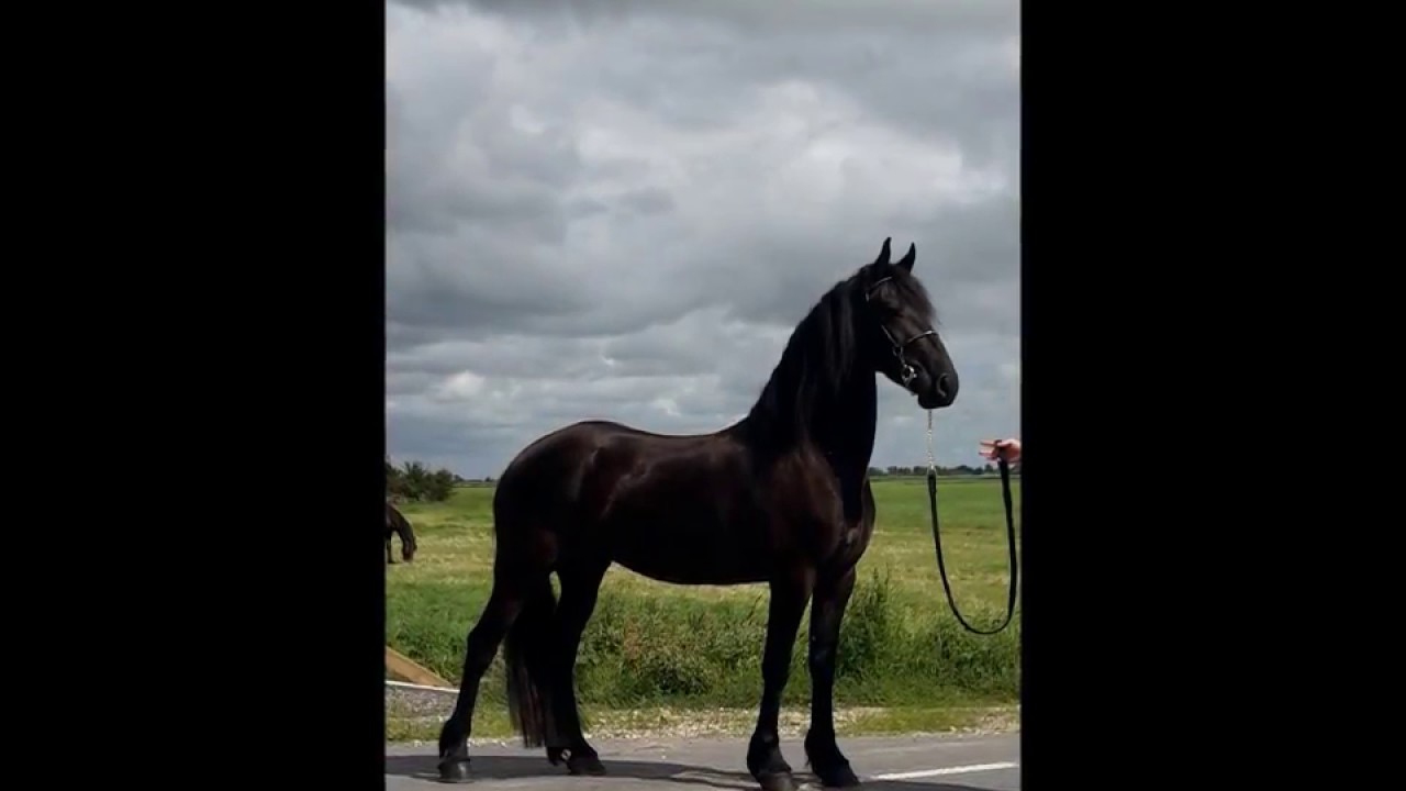 SOLD- Richtje sinne (Bikkel 470 x Ulke 338) - YouTube