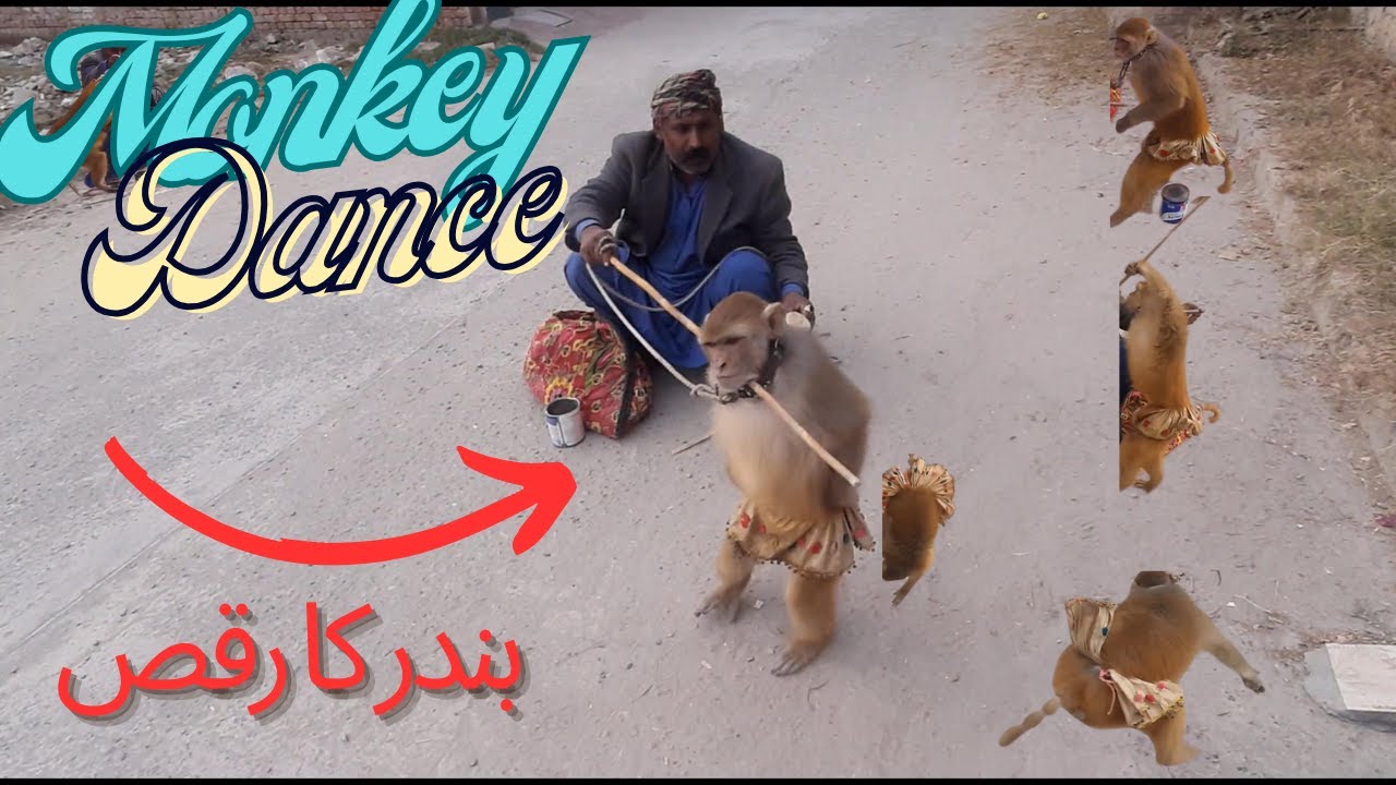 Monkey Dance/Monkey spectacle/Bandar ke kartab aur dance😀😁🤣/aj chat ...