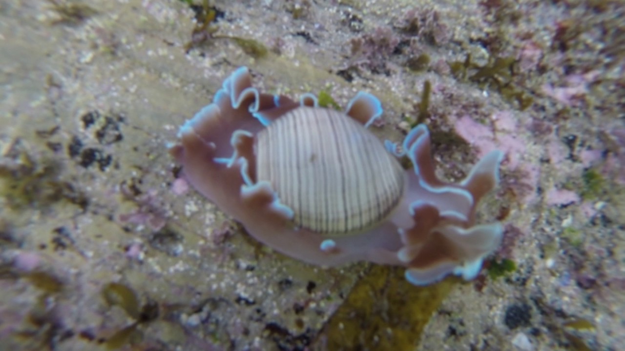 Rose Petal Bubble Shell Sea Snail Coogee - YouTube