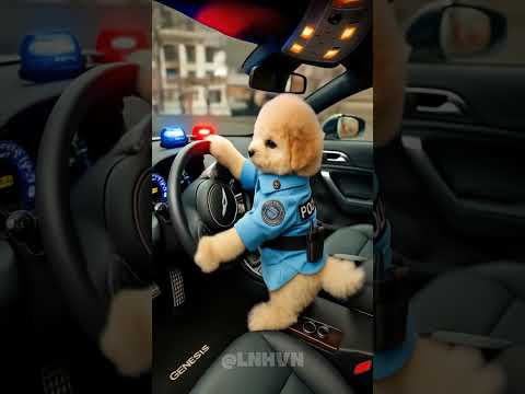 Dog Police Officer, Police Car, Police Siren ep.135 #shorts #policeofficer #policecar #policesiren