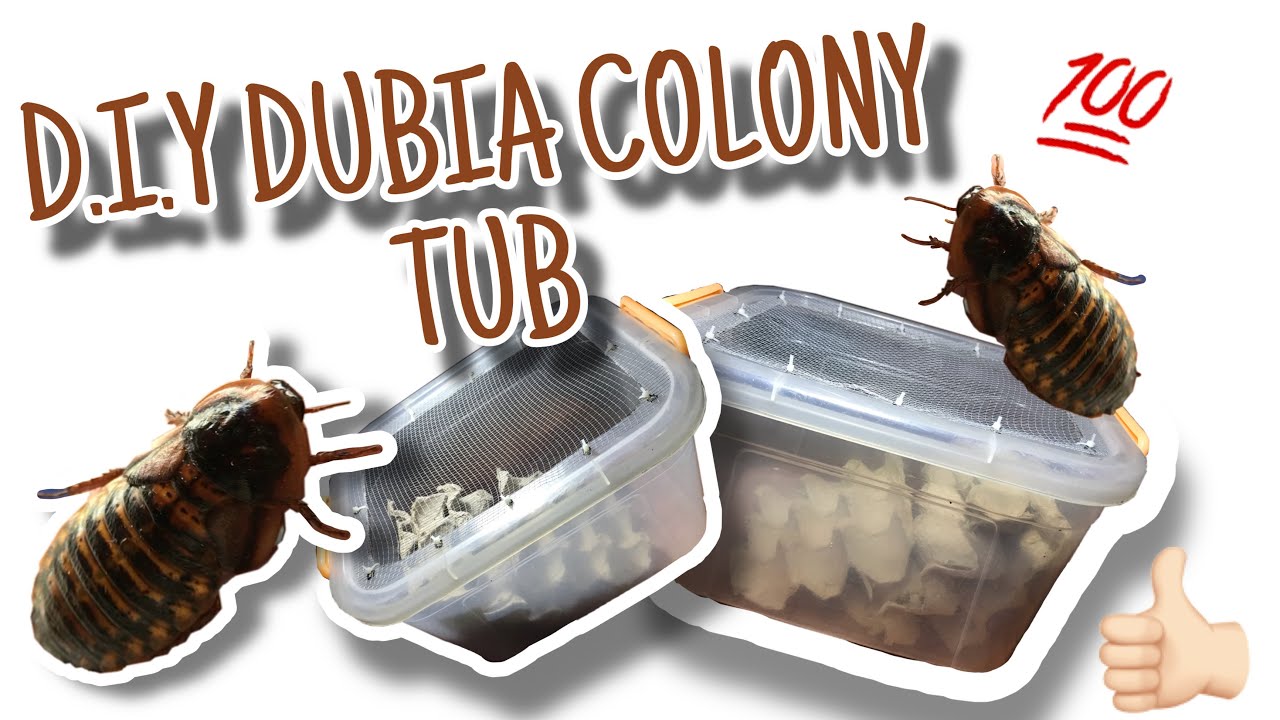 D.I.Y DUBIA COLONY TUB SIMPLE PERO EFFICIENT (ENGLISH SUBTITLES) - YouTube