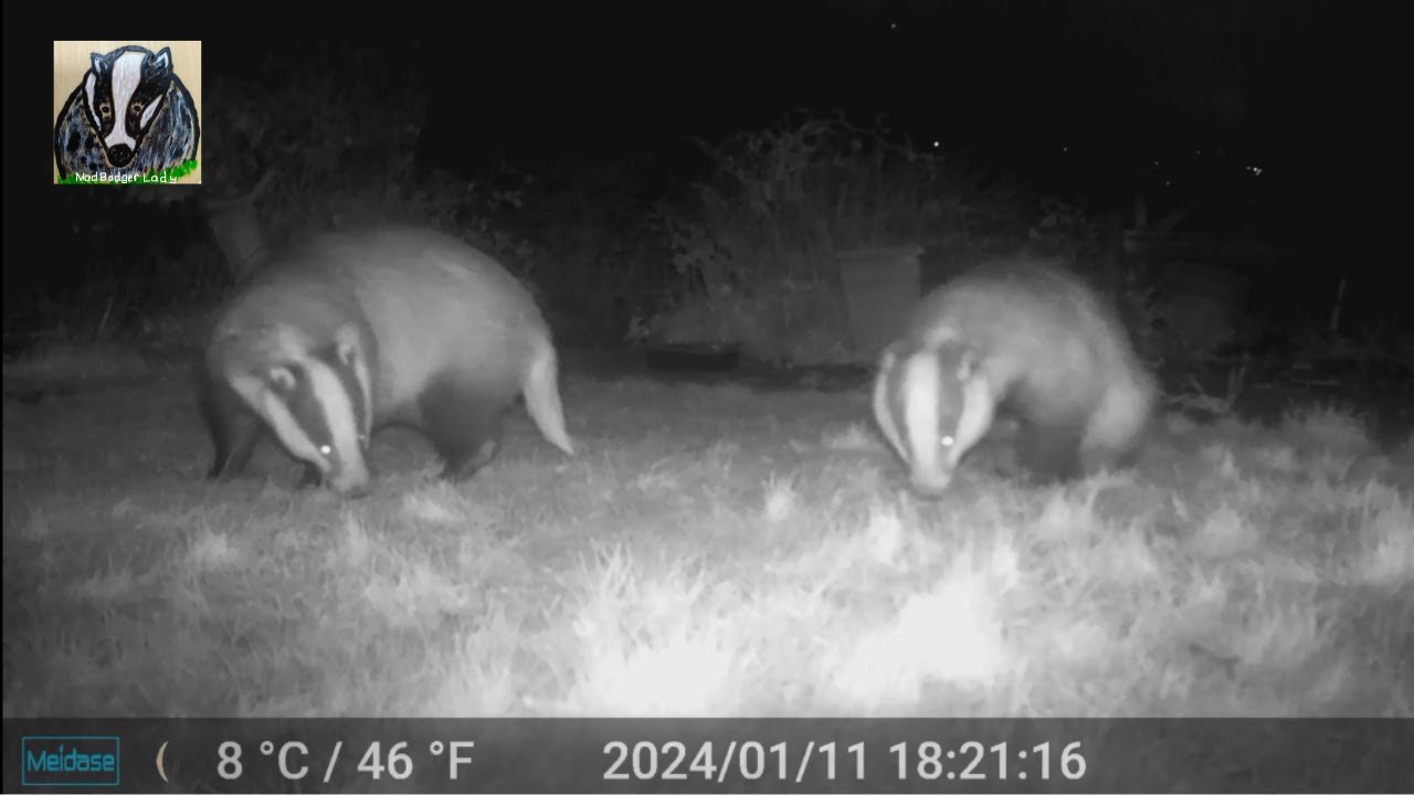 Two Badgers get scared off by a Fox - YouTube