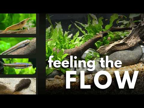 I Built a River Ecosystem Tank in My Basement (90 Day Evolution)