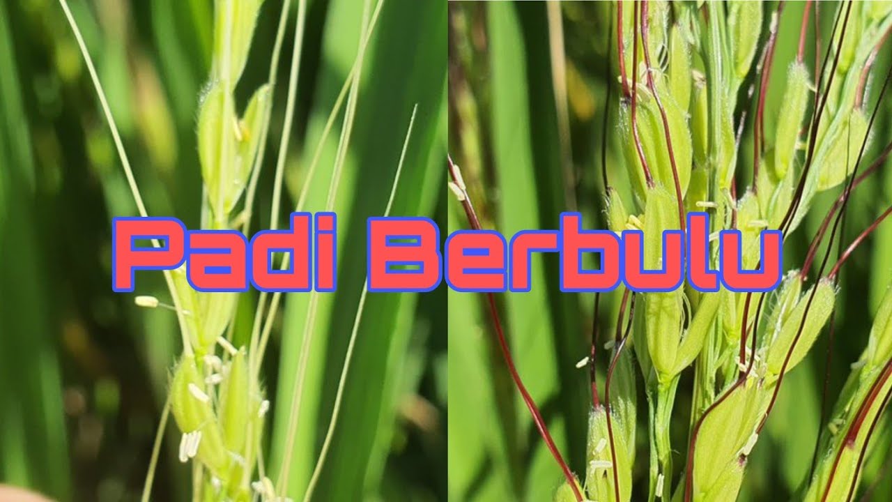 Hairy Rice | Padi Berbuluh Berambut #padi #rice #plant - YouTube
