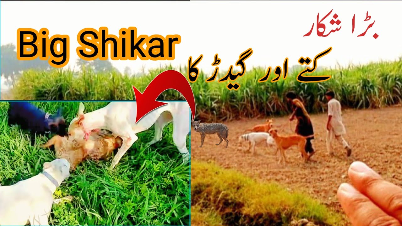 Big Shikar Kutte aur gidar ka Shikar llJackal hunted with dogs Our ...