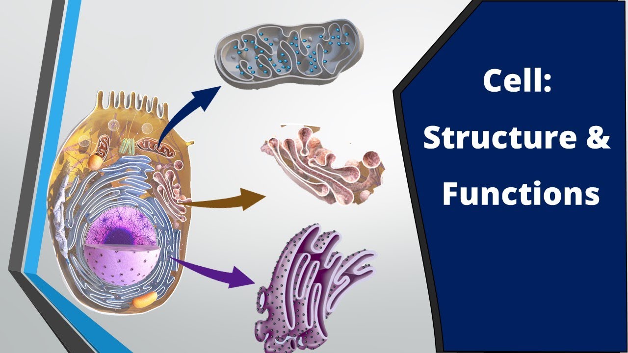 Structure & Functions of Cell - YouTube