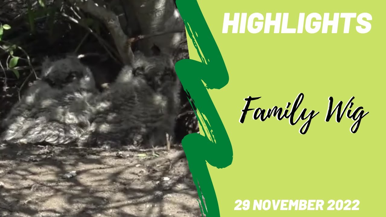 Highlights Wig Family update 29th November 2022 - YouTube