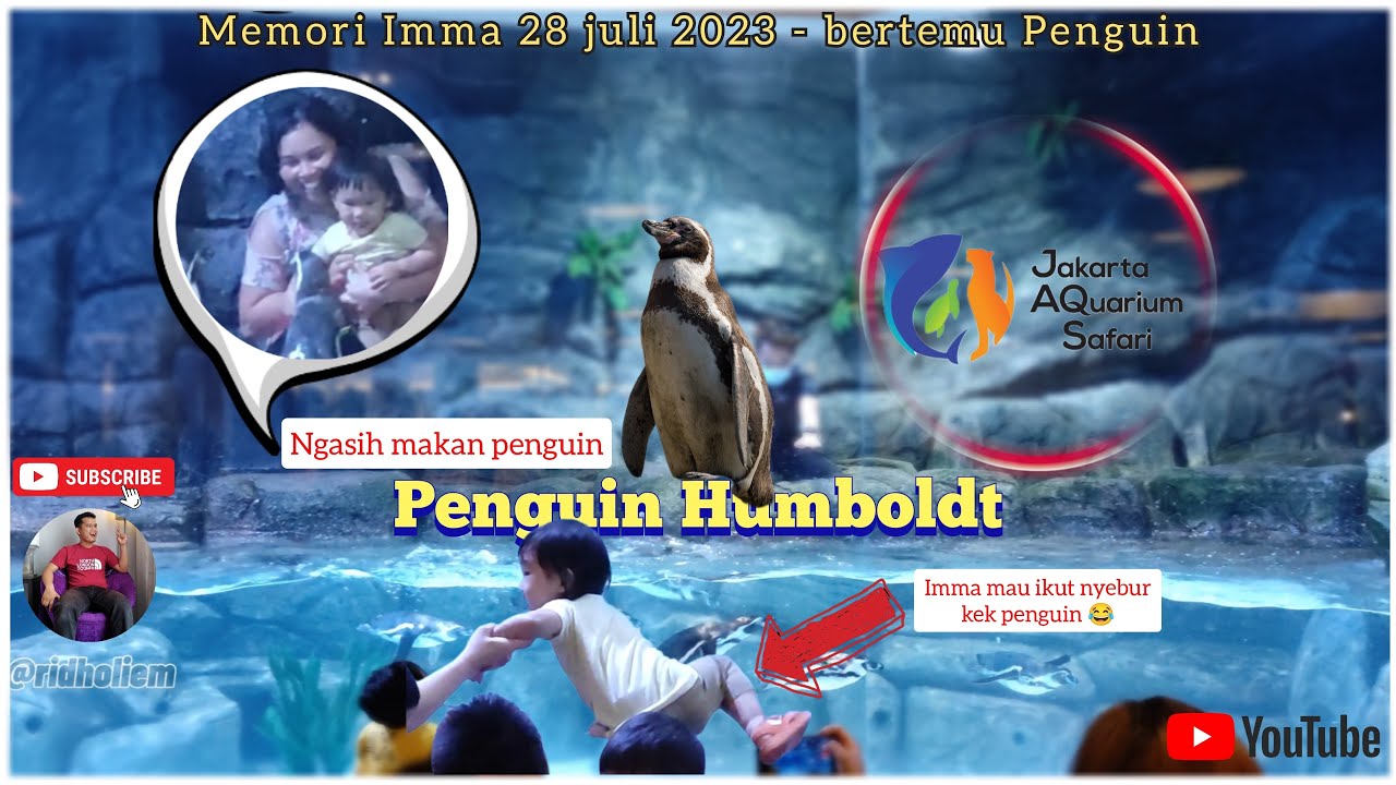 Imma Ngasih makan PENGUIN HUMBOLDT bersama Mama | Memory at Jakarta ...