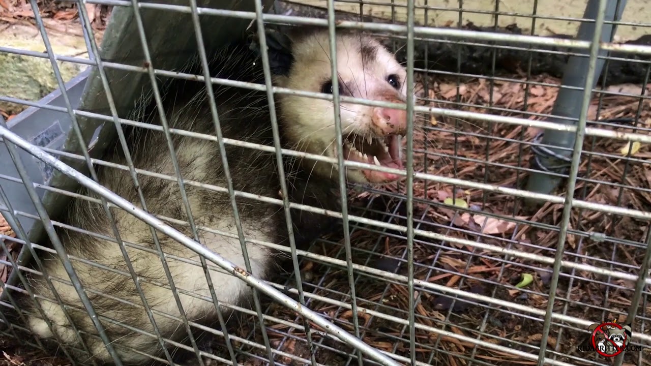 Trapping, Removal, and Relocation of an Opossum - YouTube
