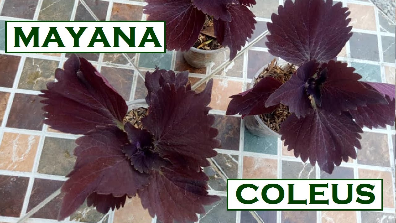 MAROON RED MAYANA VARIETY | COLEUS PLANTS PROPAGATION | MAYUMI ...