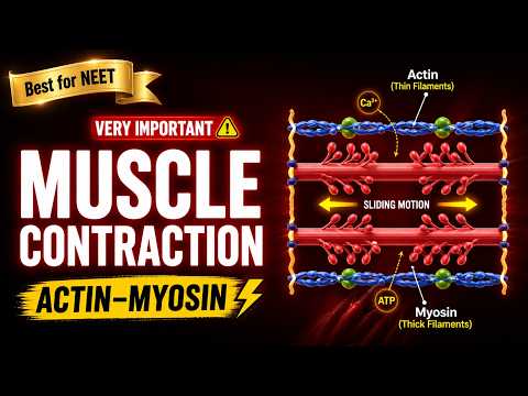 CBSE Class 11 Biology || Muscles and Contractile Proteins - YouTube