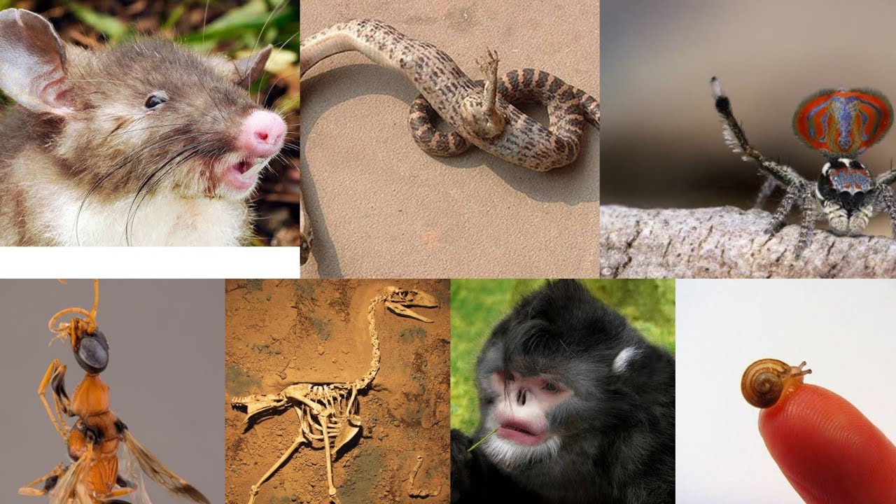 Top 10 Most Strangest Animals in the World. - YouTube