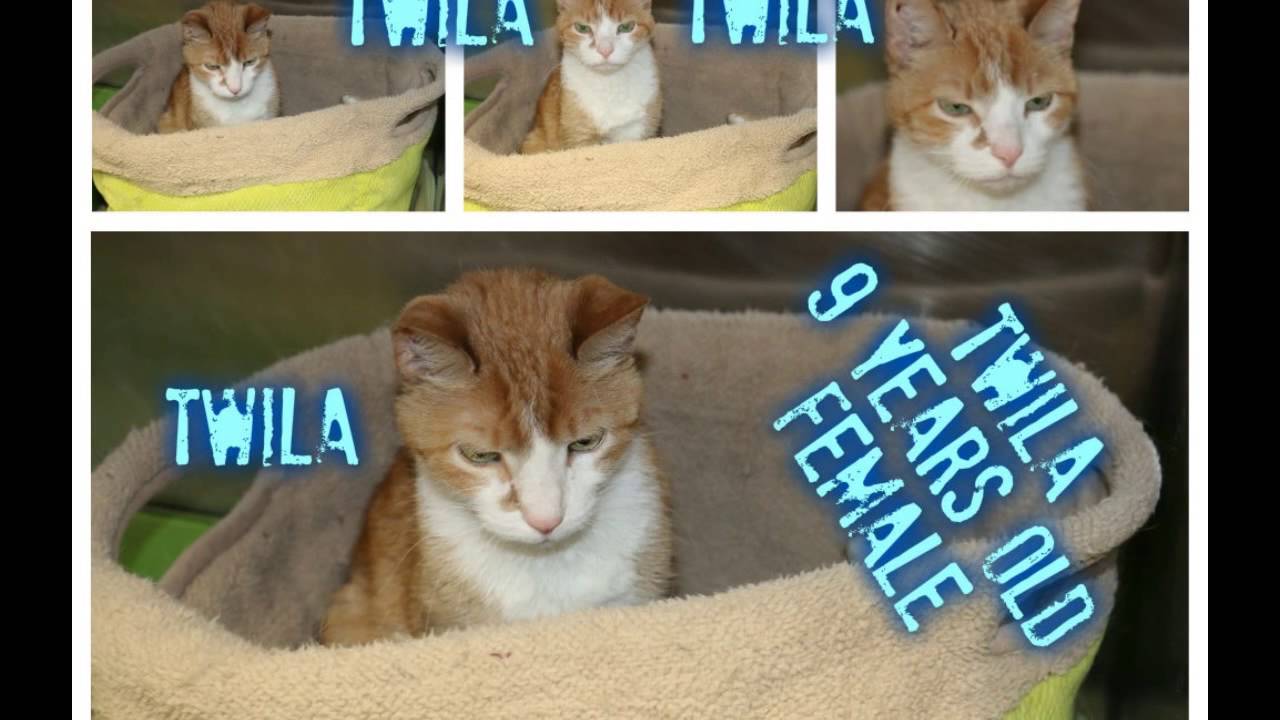 SAFE HARBOR HUMANE SOCIETY KENOSHA WISCONSIN - ROCK ME GENTLY - YouTube